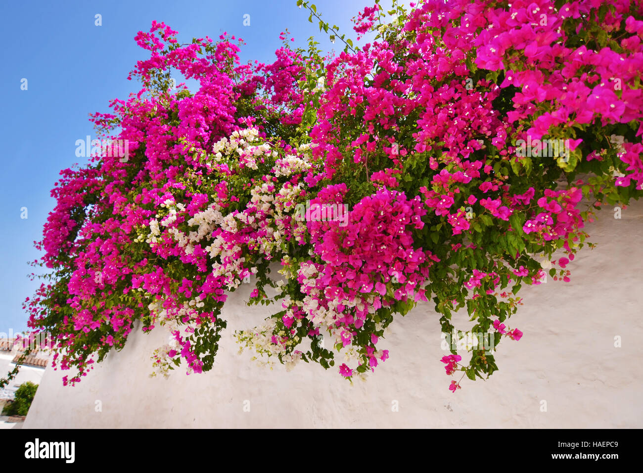 Bougainvillea hi-res stock photography and images - Alamy