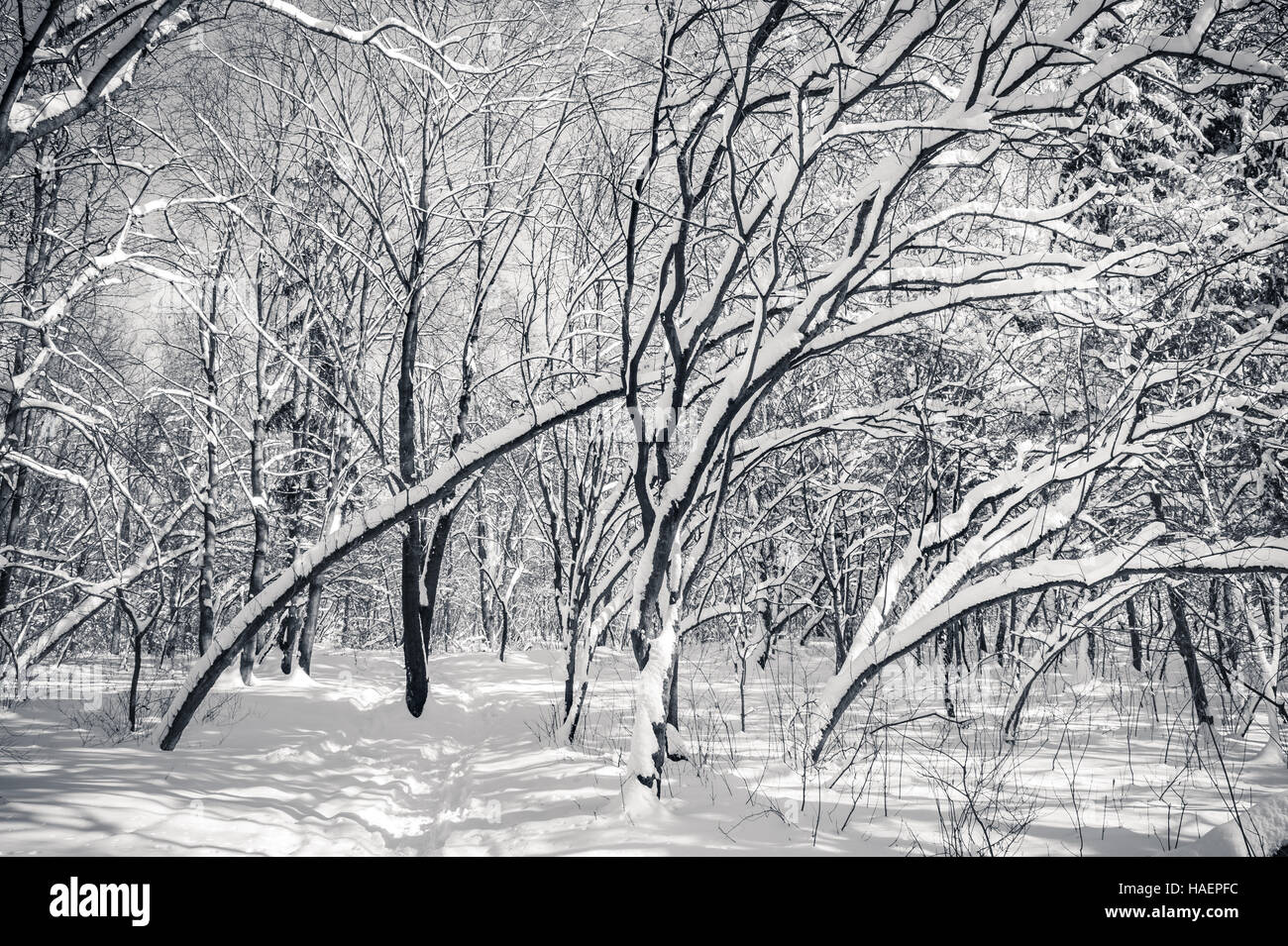 Black and white snow covered winter trees Stock Photo - Alamy