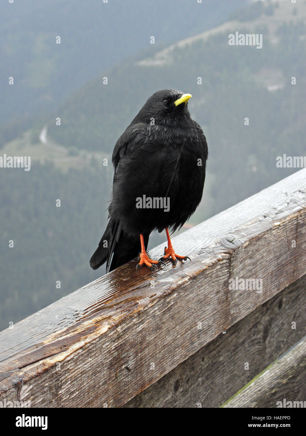 Berchtesgaden by winter,mountain bird,German Alps,3 Stock Photo - Alamy