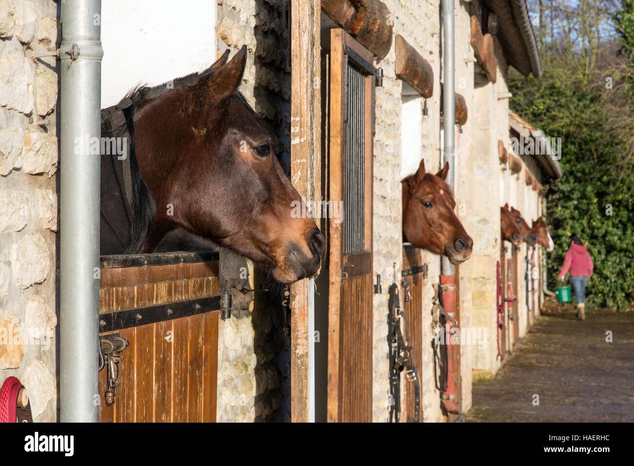 STUD FARM, ARGENTAN, (61) ORNE, LOWER NORMANDY, FRANCE Stock Photo - Alamy