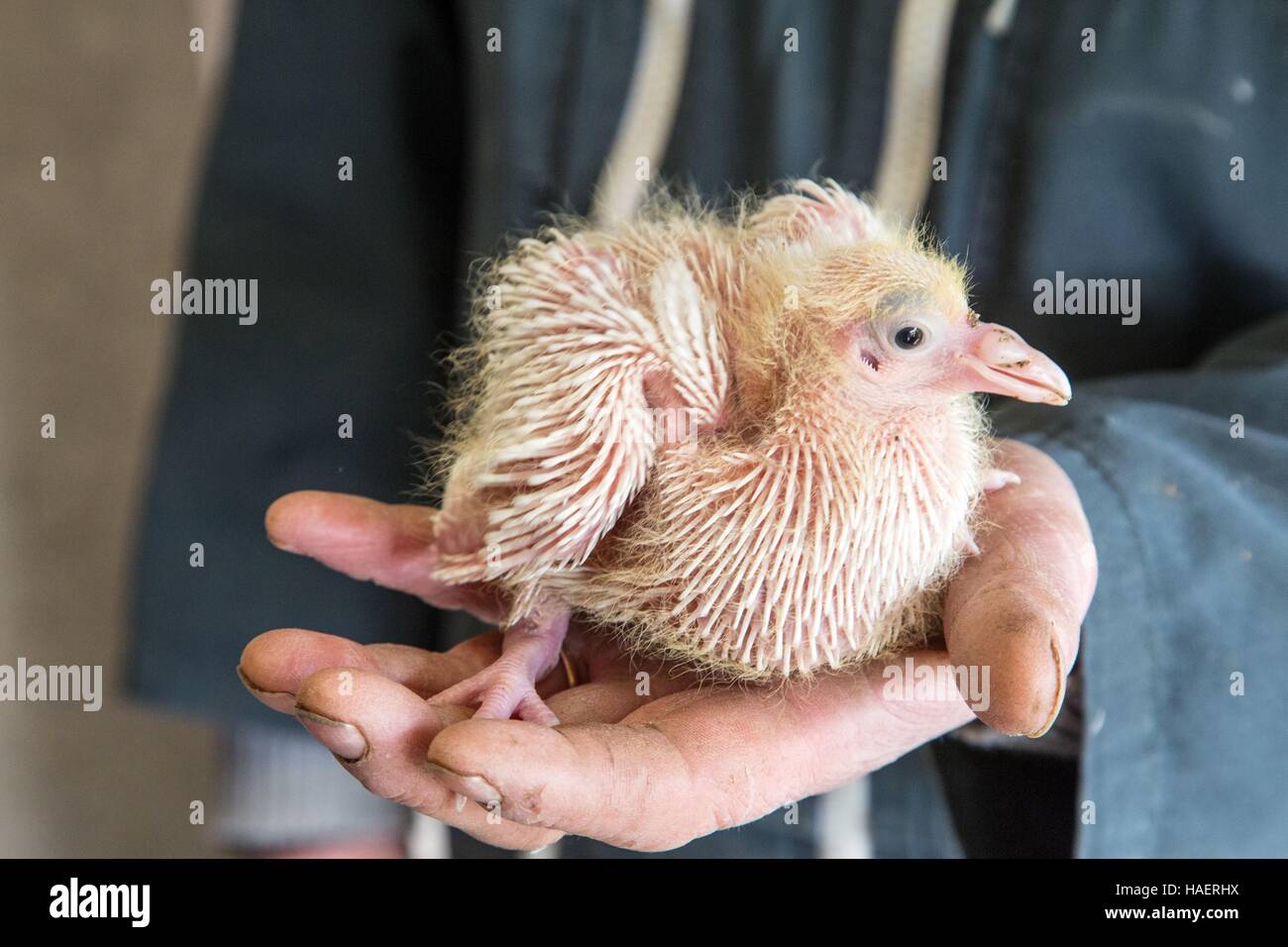 Squab hi-res stock photography and images - Alamy