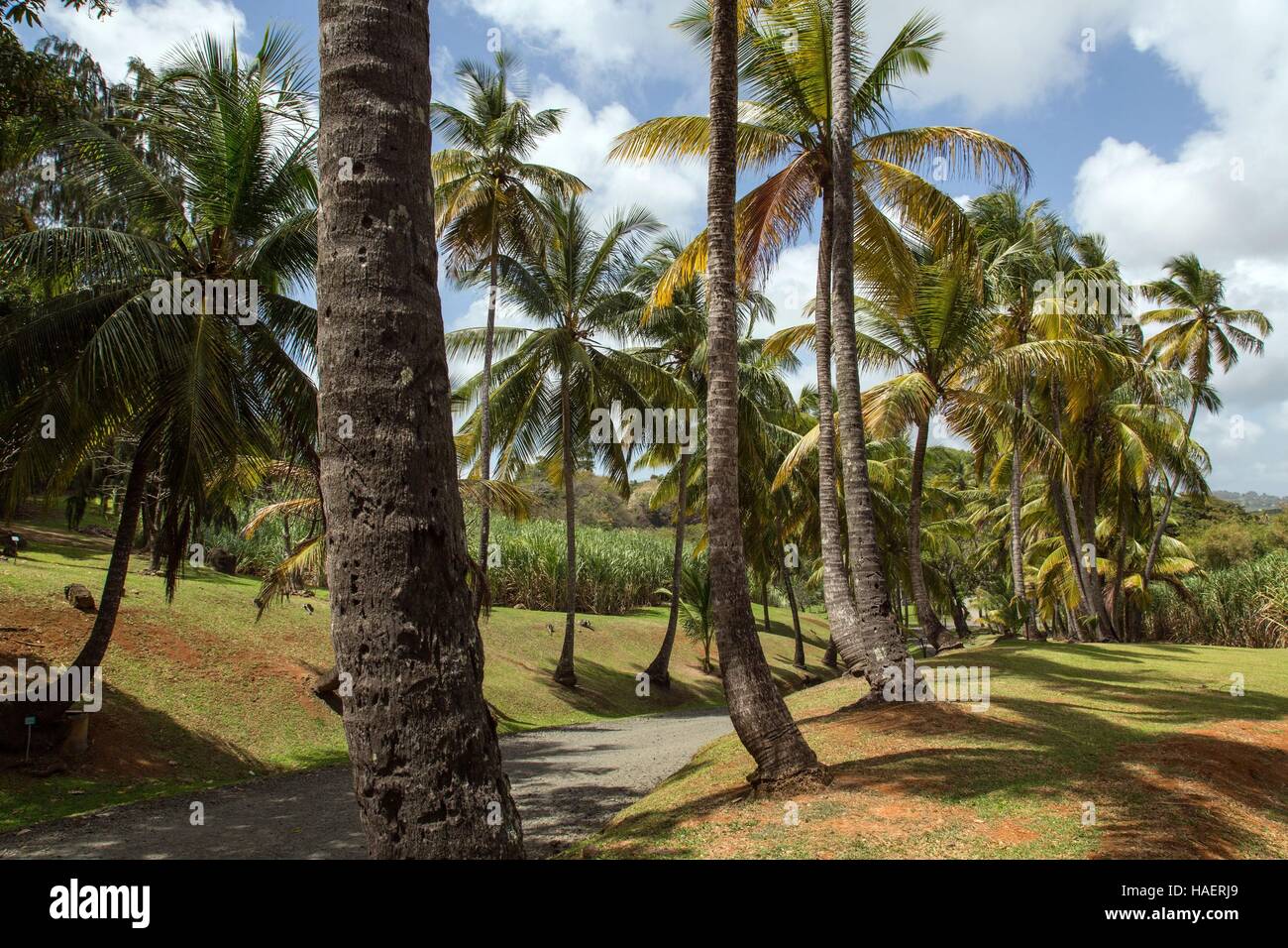HABITATION CLEMENT, RUM, MARTINIQUE Stock Photo - Alamy