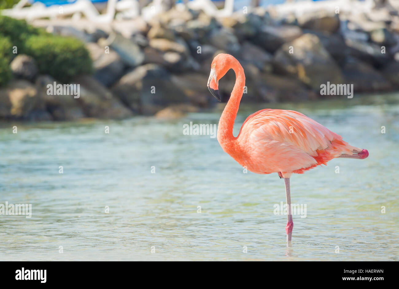 One flamingo on the beach Stock Photo - Alamy