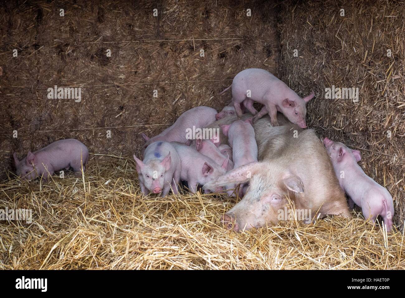 ANIMAL FARMING IN THE EURE (27), UPPER NORMANDY, FRANCE Stock Photo - Alamy