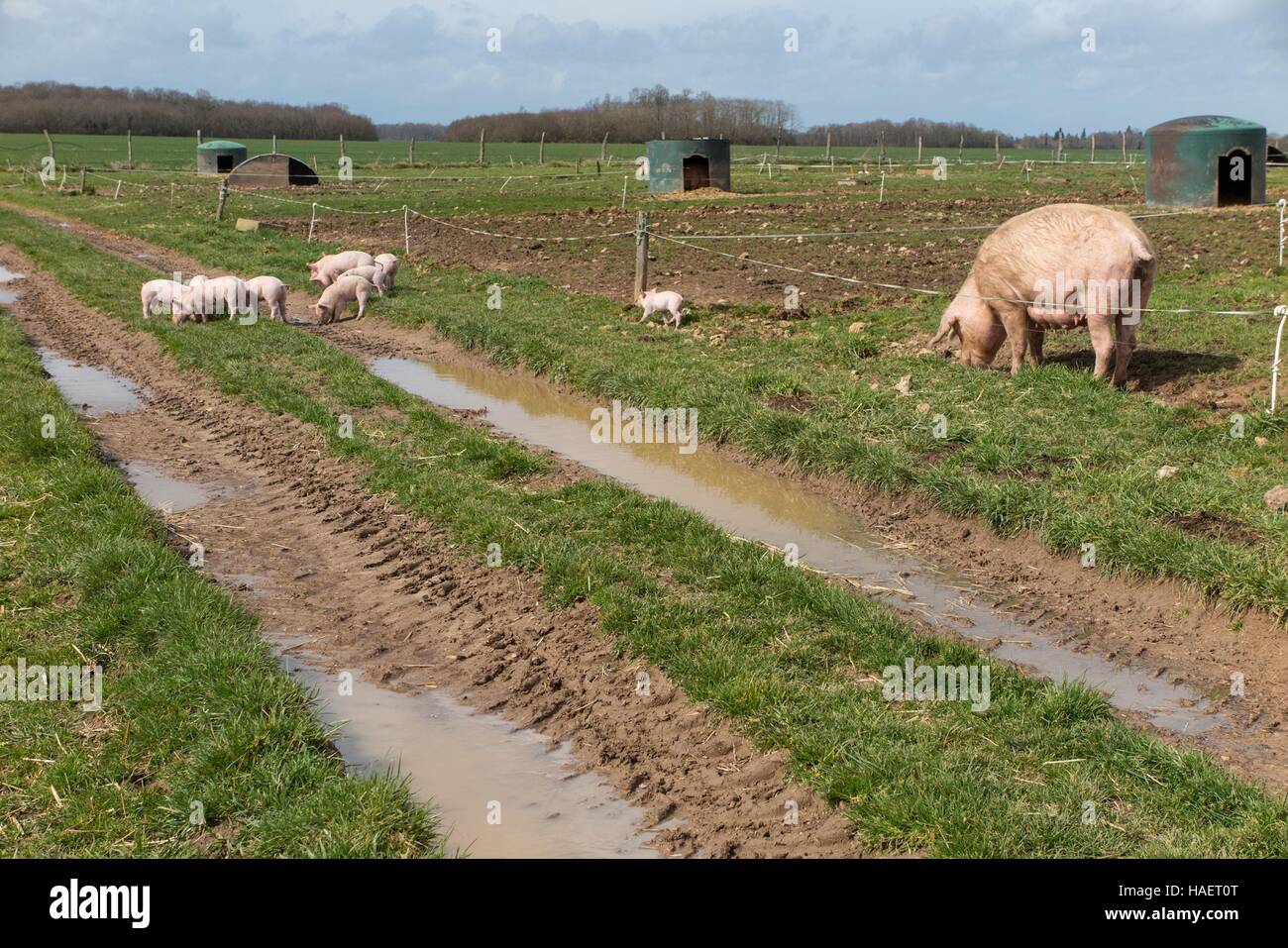 Pig breeding farm in hi-res stock photography and images - Alamy