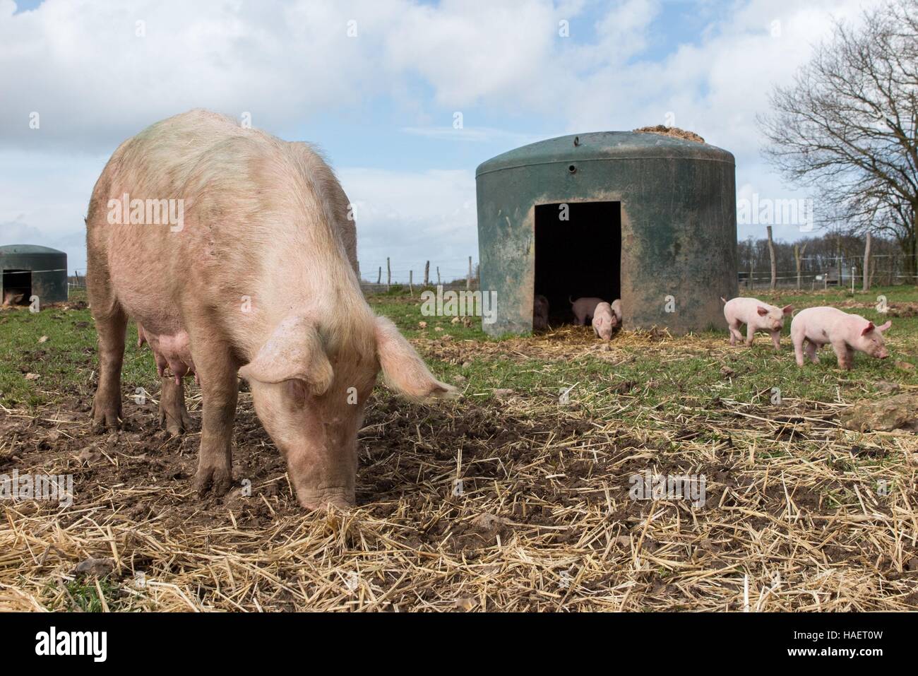 ANIMAL FARMING IN THE EURE (27), UPPER NORMANDY, FRANCE Stock Photo - Alamy