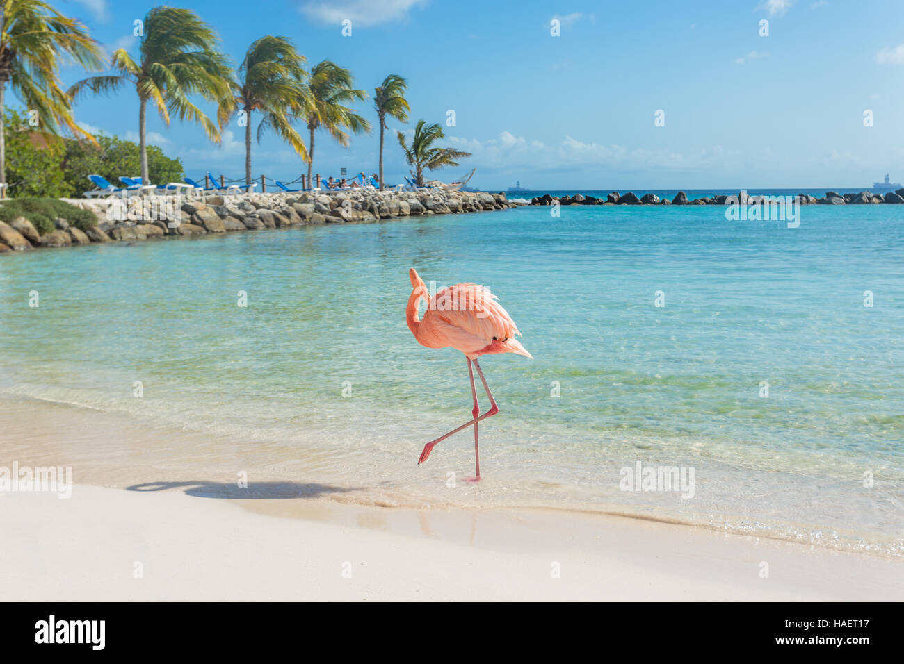 One flamingo on the beach Stock Photo - Alamy