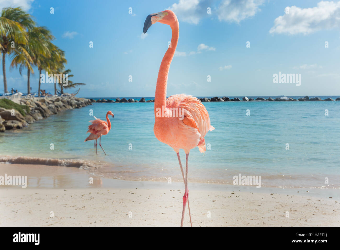 Three flamingos on the beach Stock Photo - Alamy