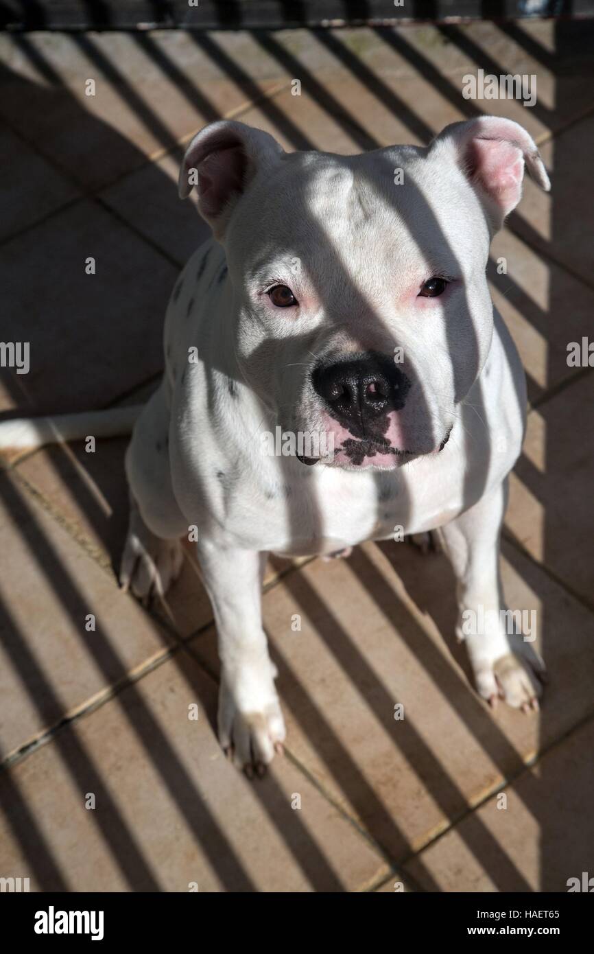 AMERICAN STAFF DOG Stock Photo - Alamy