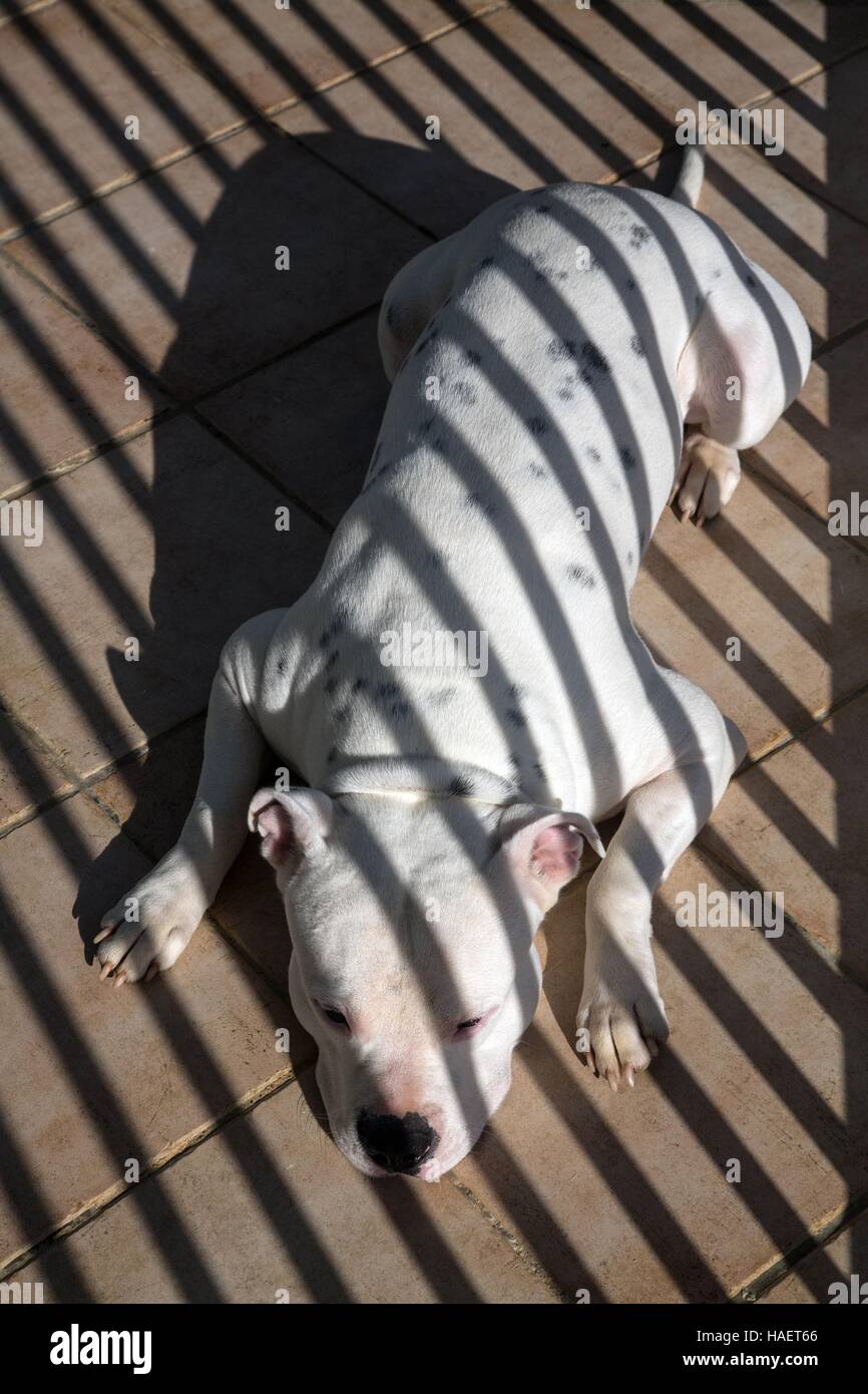 AMERICAN STAFF DOG Stock Photo - Alamy