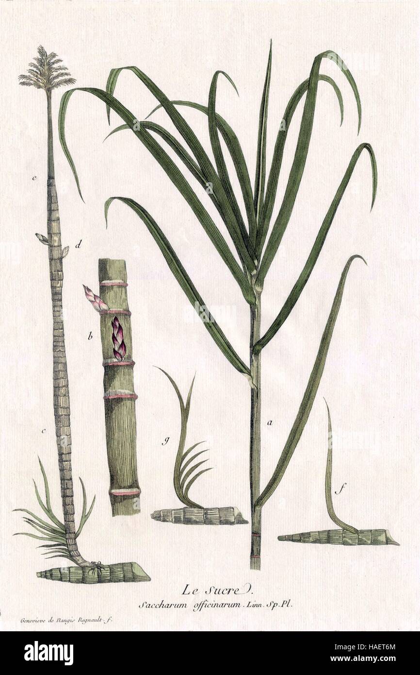 Sugarcane Plant Diagram