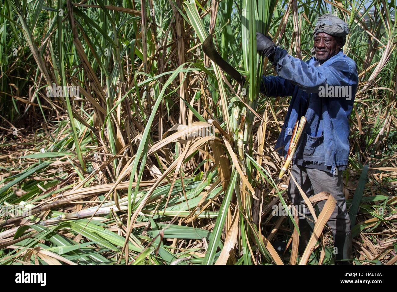 RUM AND SUGAR CANE FARMING IN MARTINIQUE, FRENCH ANTILLES, FRANCE Stock ...