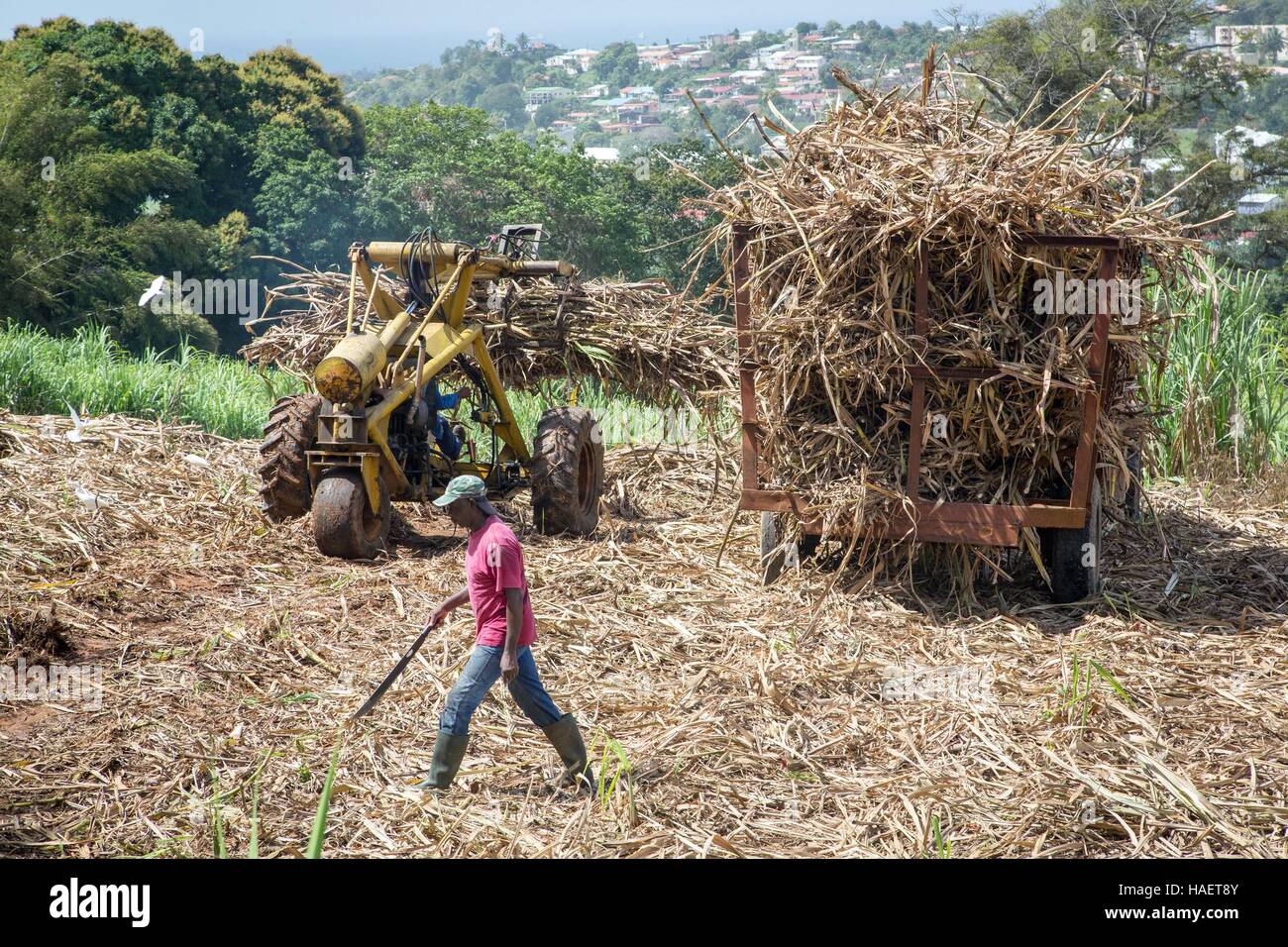 RUM AND SUGAR CANE FARMING IN MARTINIQUE, FRENCH ANTILLES, FRANCE Stock ...