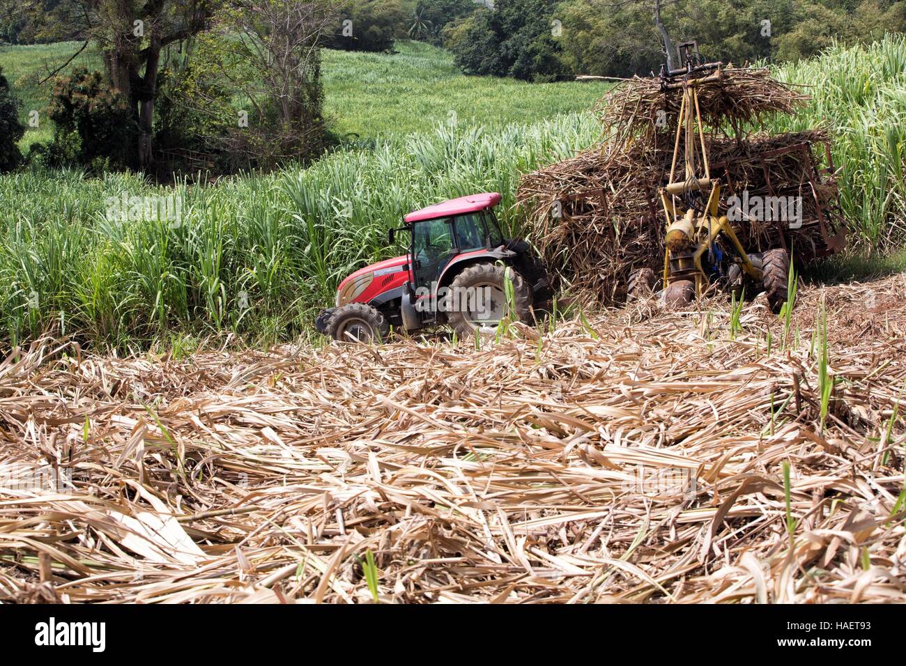 RUM AND SUGAR CANE FARMING IN MARTINIQUE, FRENCH ANTILLES, FRANCE Stock ...