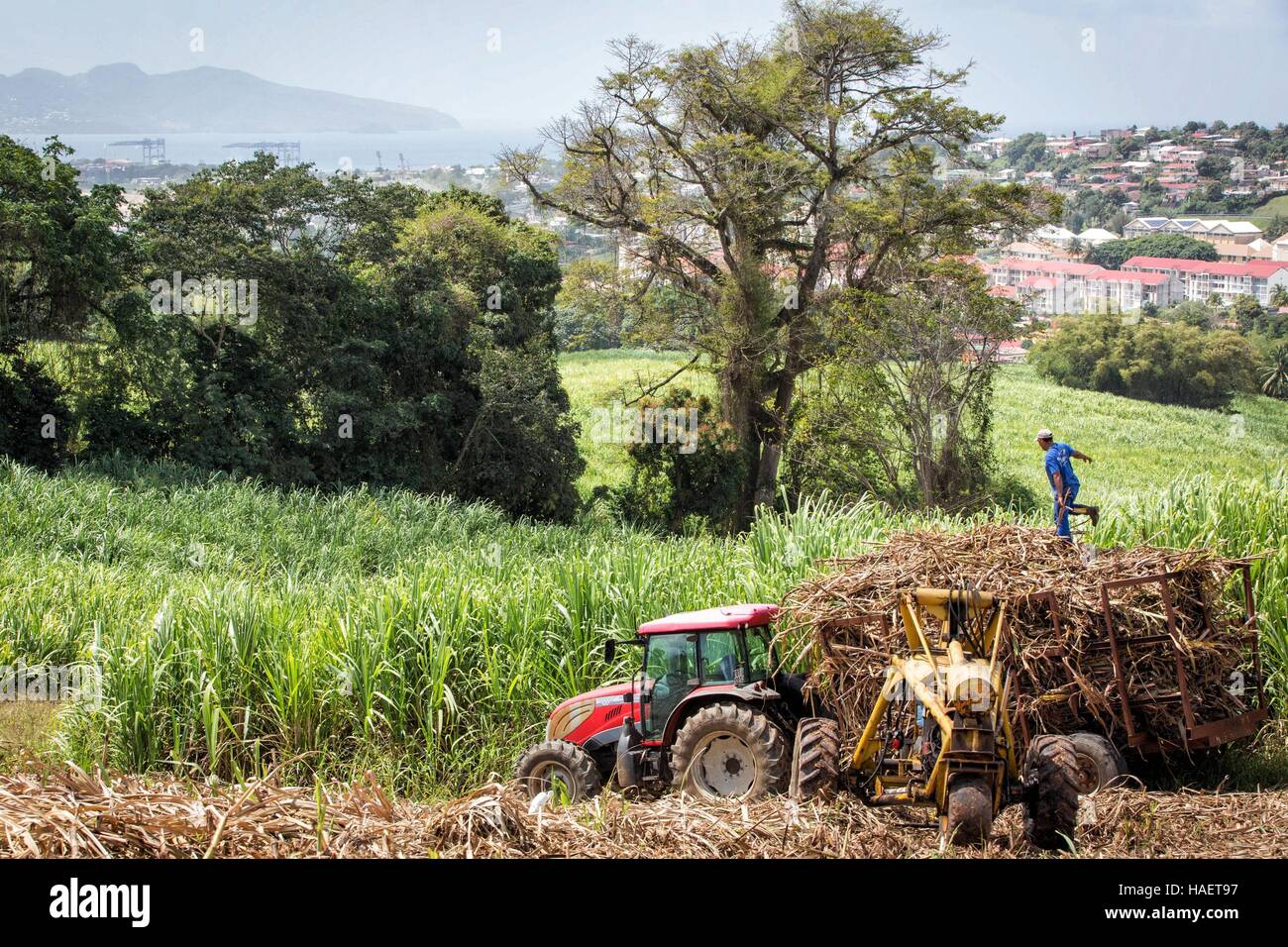 RUM AND SUGAR CANE FARMING IN MARTINIQUE, FRENCH ANTILLES, FRANCE Stock ...