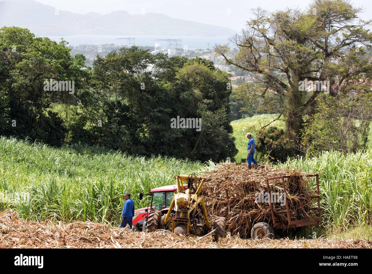 RUM AND SUGAR CANE FARMING IN MARTINIQUE, FRENCH ANTILLES, FRANCE Stock ...