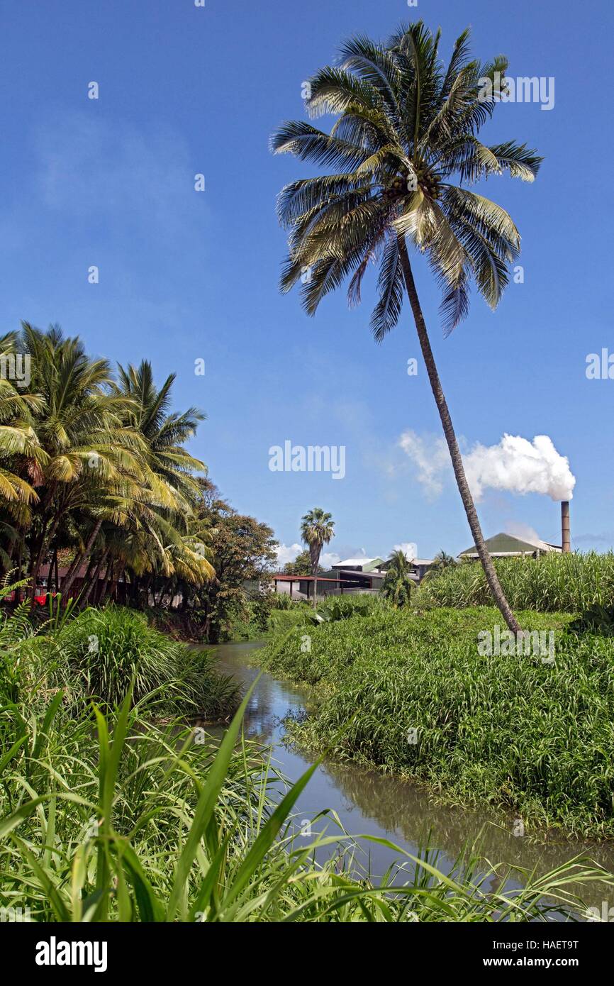 RUM AND SUGAR CANE FARMING IN MARTINIQUE, FRENCH ANTILLES, FRANCE Stock ...