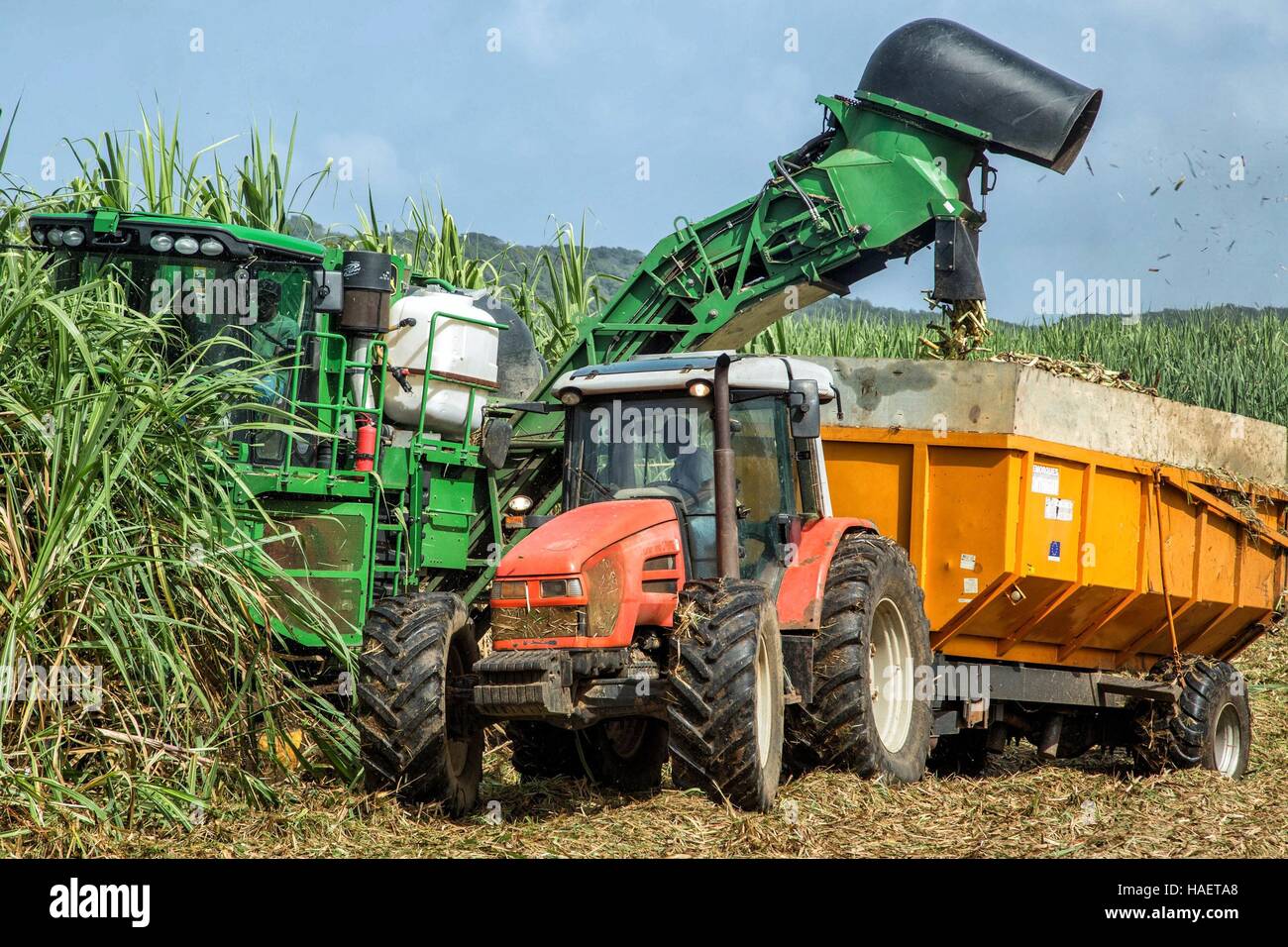 RUM AND SUGAR CANE FARMING IN MARTINIQUE, FRENCH ANTILLES, FRANCE Stock ...