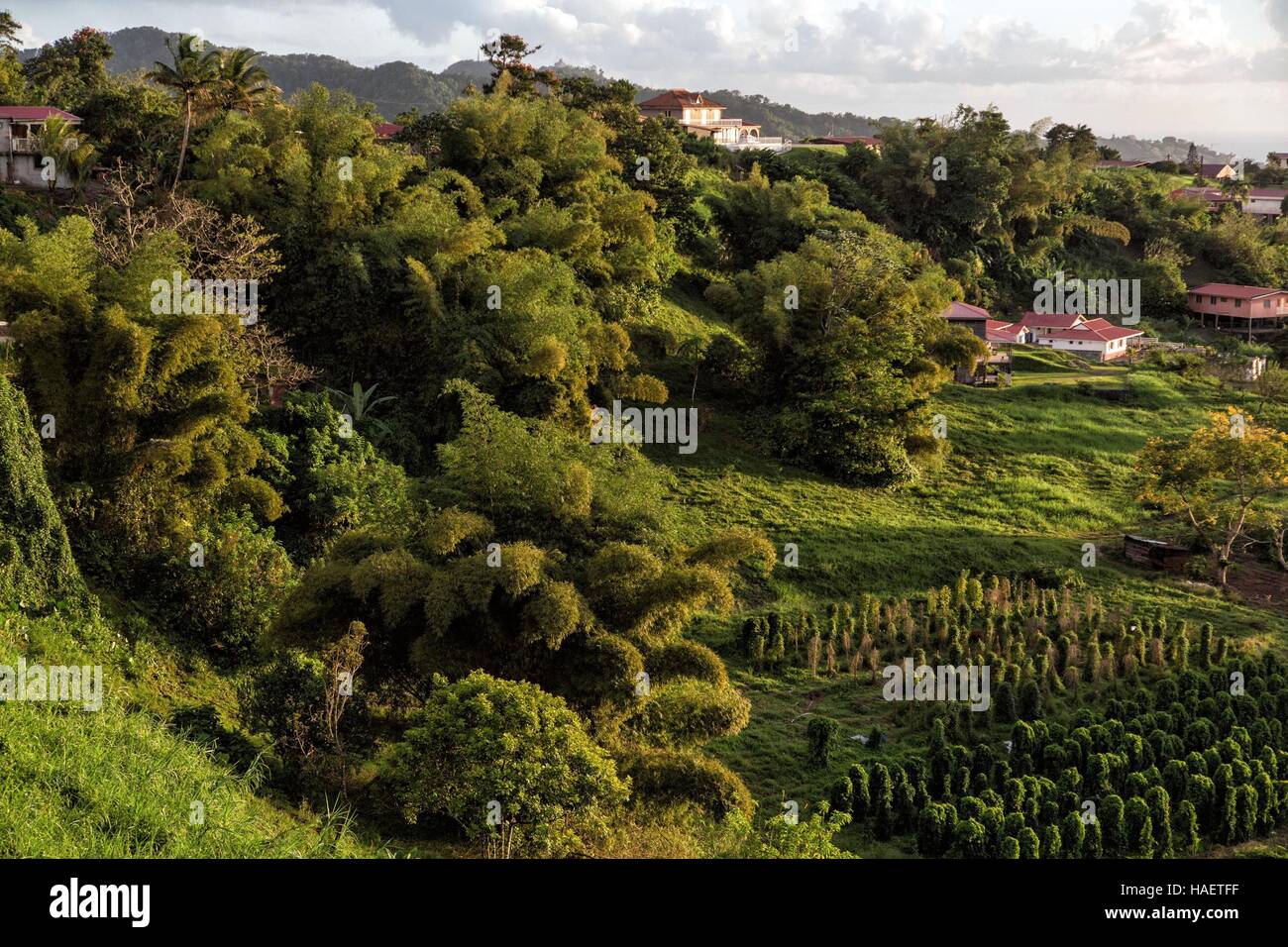 ILLUSTRATION OF MARTINIQUE, FRENCH ANTILLES, FRANCE Stock Photo - Alamy