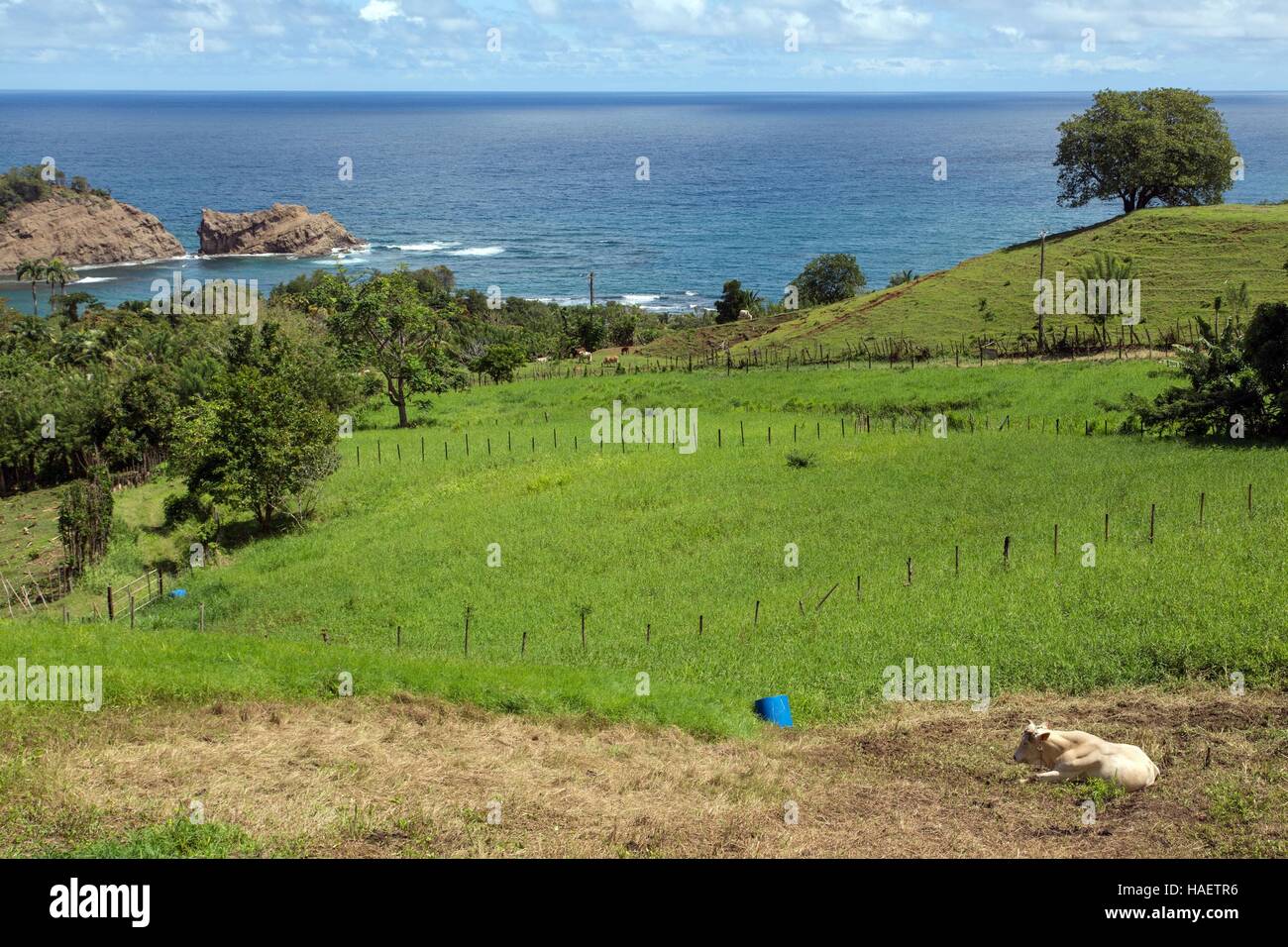 ILLUSTRATION OF MARTINIQUE, FRENCH ANTILLES, FRANCE Stock Photo - Alamy