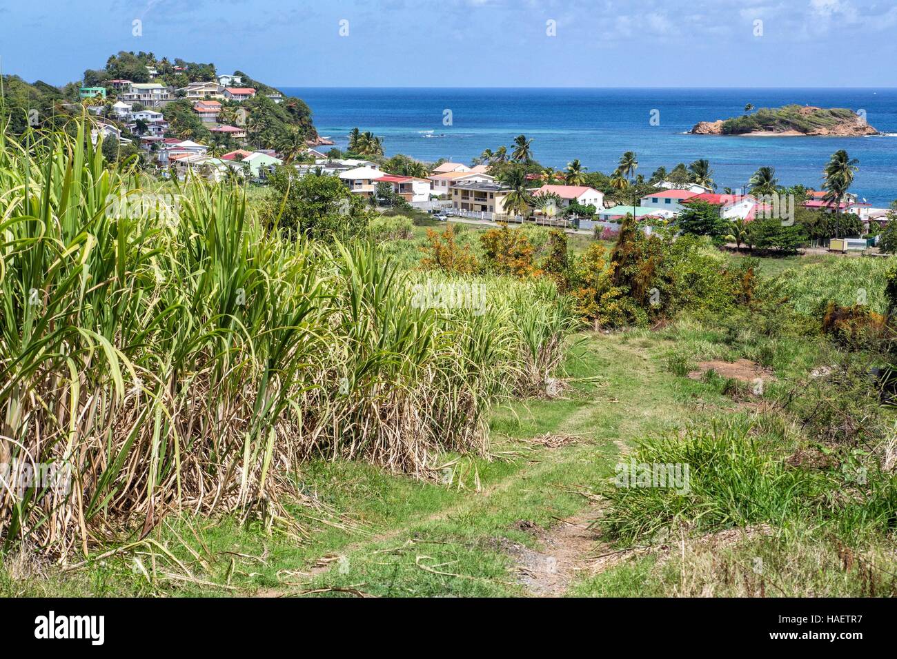 ILLUSTRATION OF MARTINIQUE, FRENCH ANTILLES, FRANCE Stock Photo - Alamy