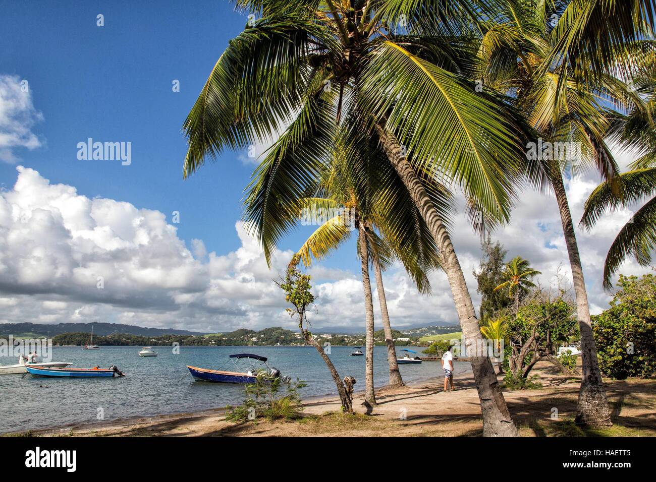 ILLUSTRATION OF MARTINIQUE, FRENCH ANTILLES, FRANCE Stock Photo - Alamy