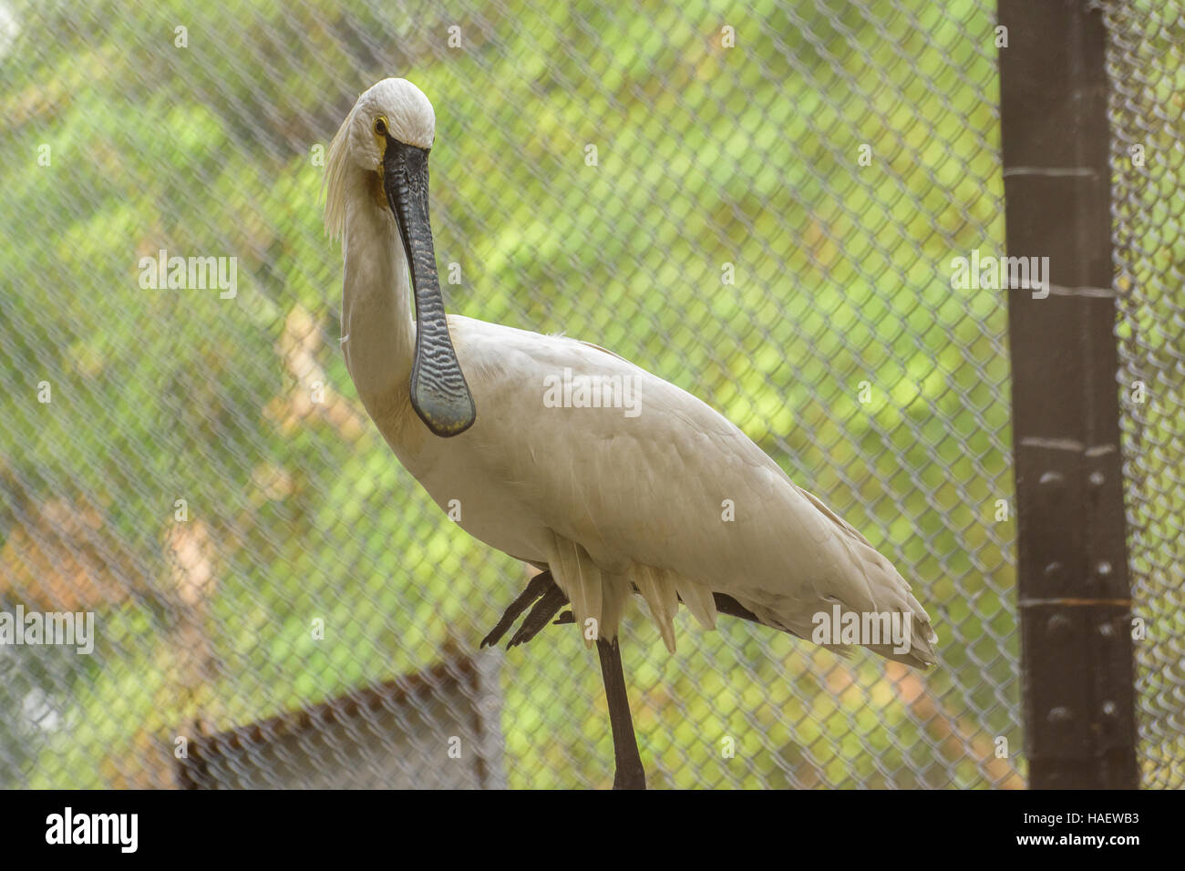 Asian spoonbill hi-res stock photography and images - Alamy