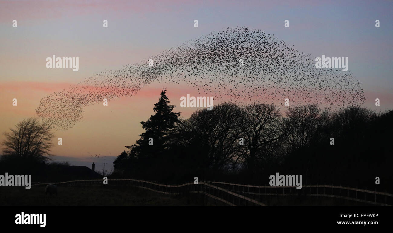 Starling perform a murmuration at sunset near Gretna Green, in the ...