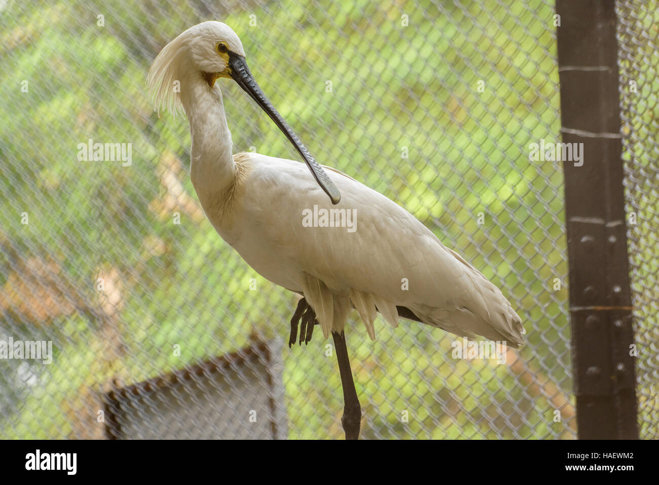 Asian spoonbill hi-res stock photography and images - Alamy
