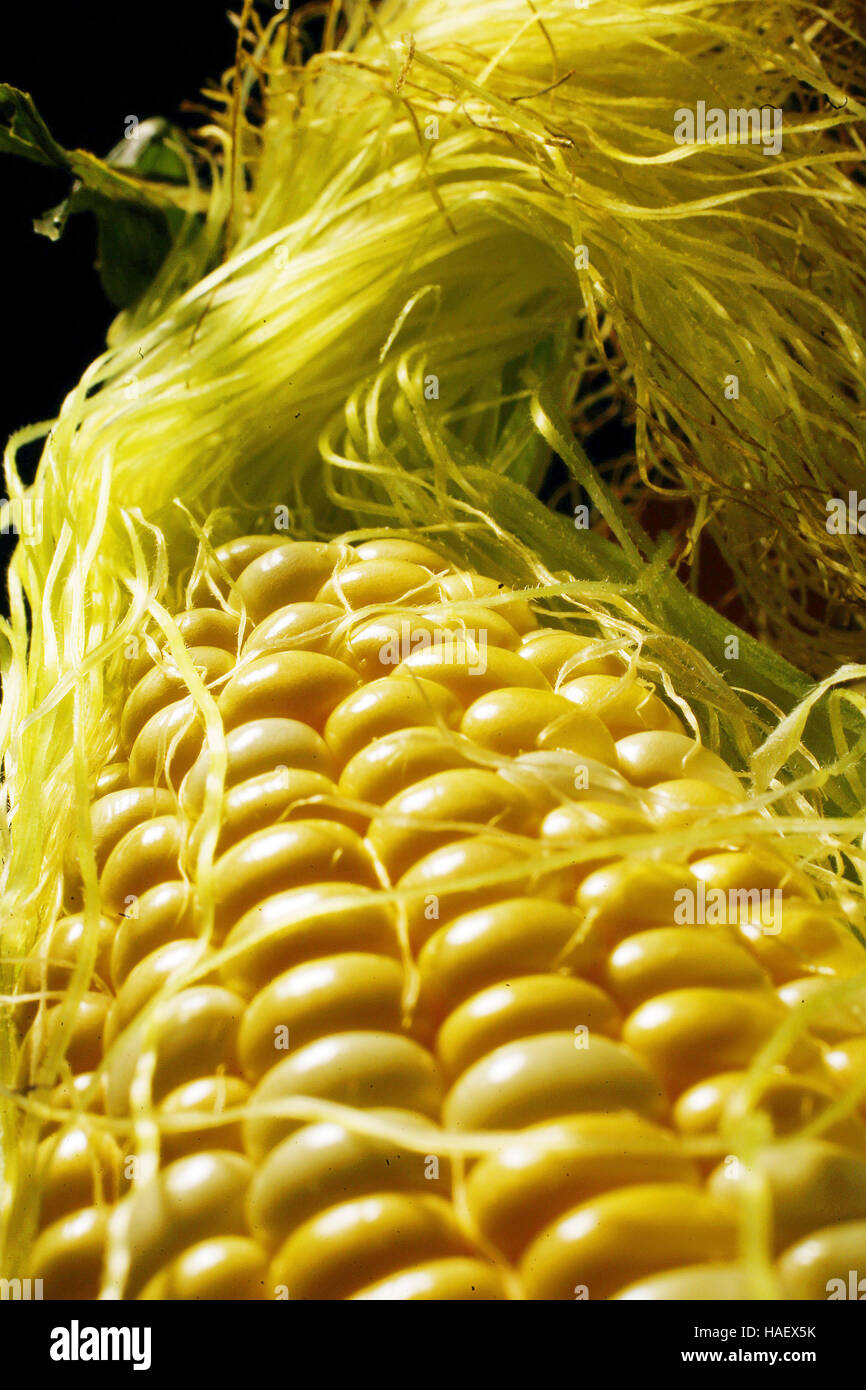 This is a close up look at sweet corn fresh from the field with silk ...