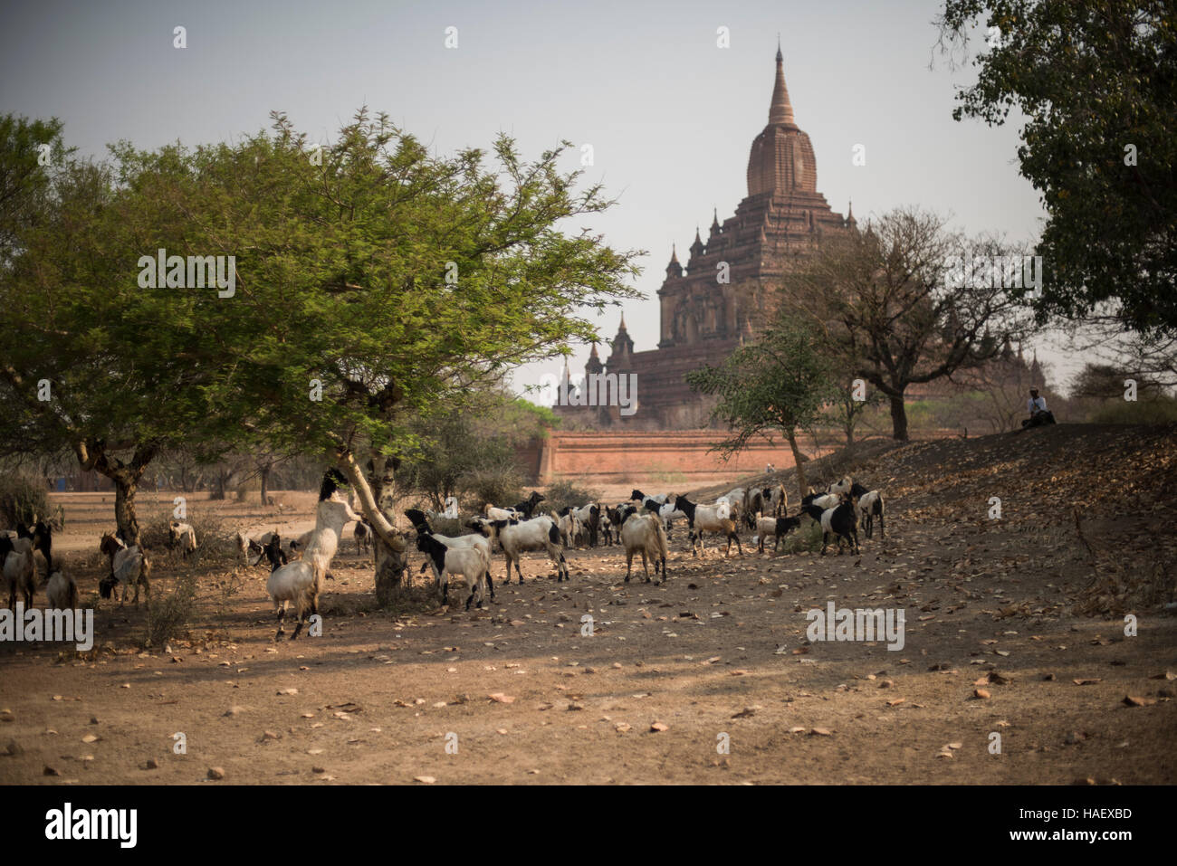 Burmese goat hi-res stock photography and images - Alamy