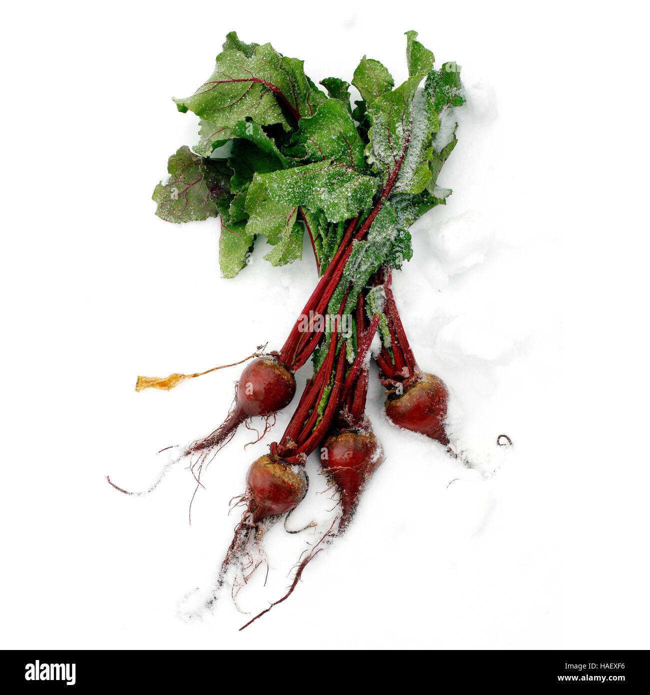 Autumn leaves snow in Cut Out Stock Images & Pictures - Alamy