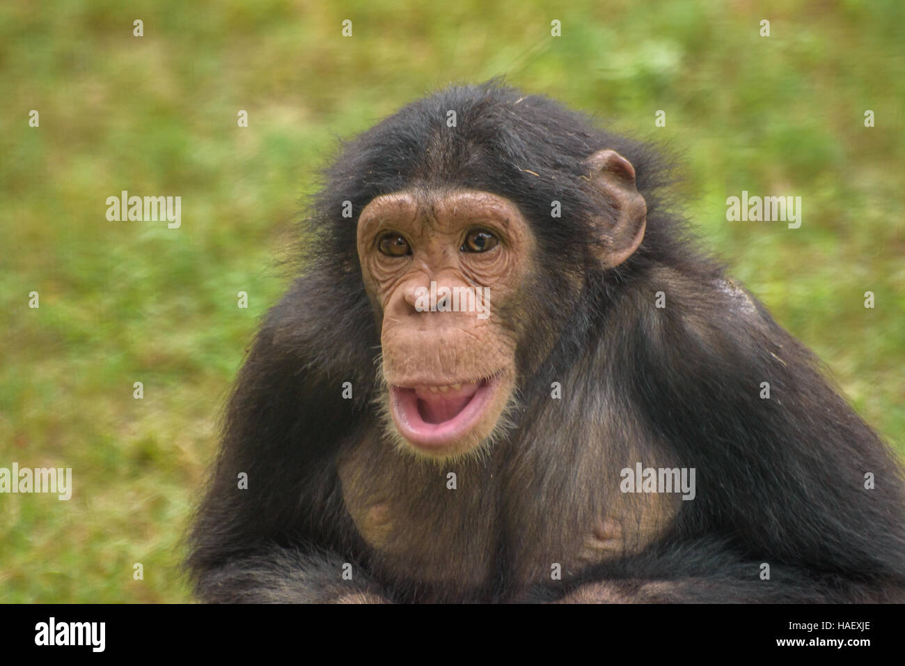 close up face of a chimpanzee Stock Photo - Alamy