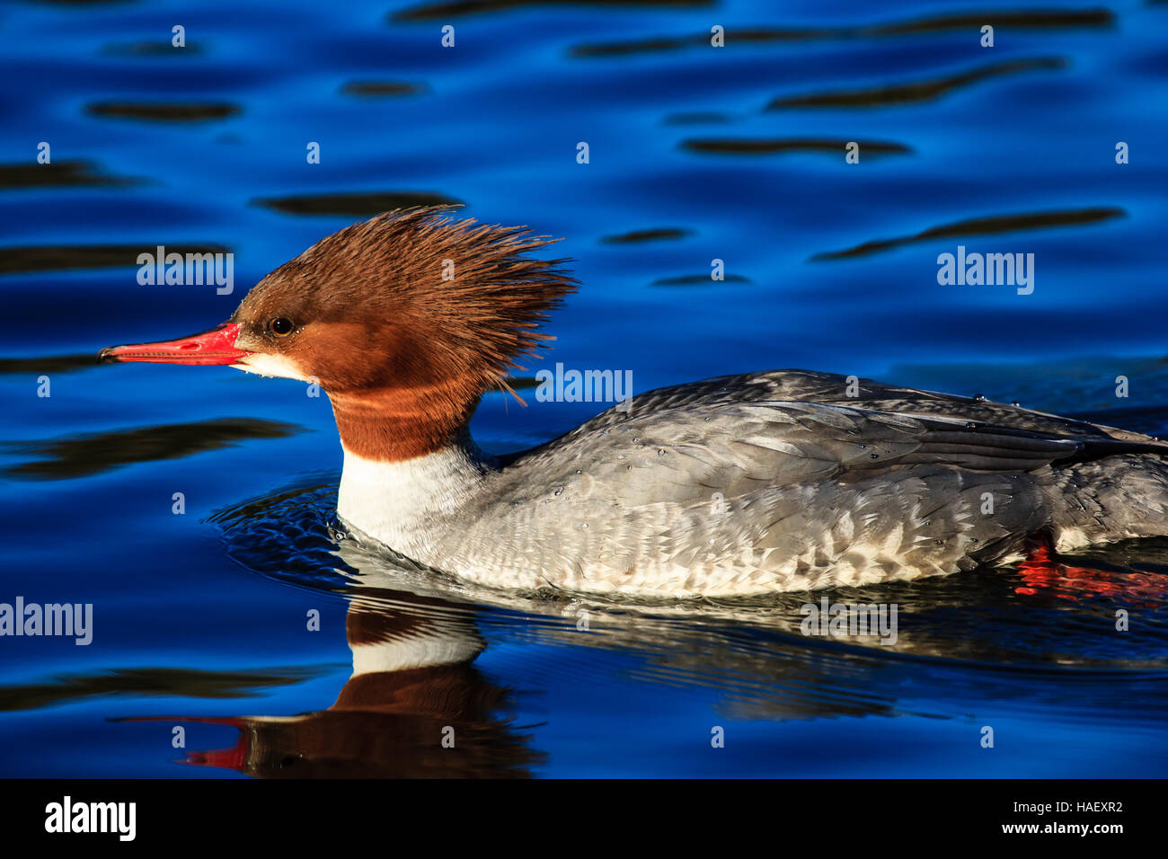 Common Merganser Hen Stock Photo - Alamy