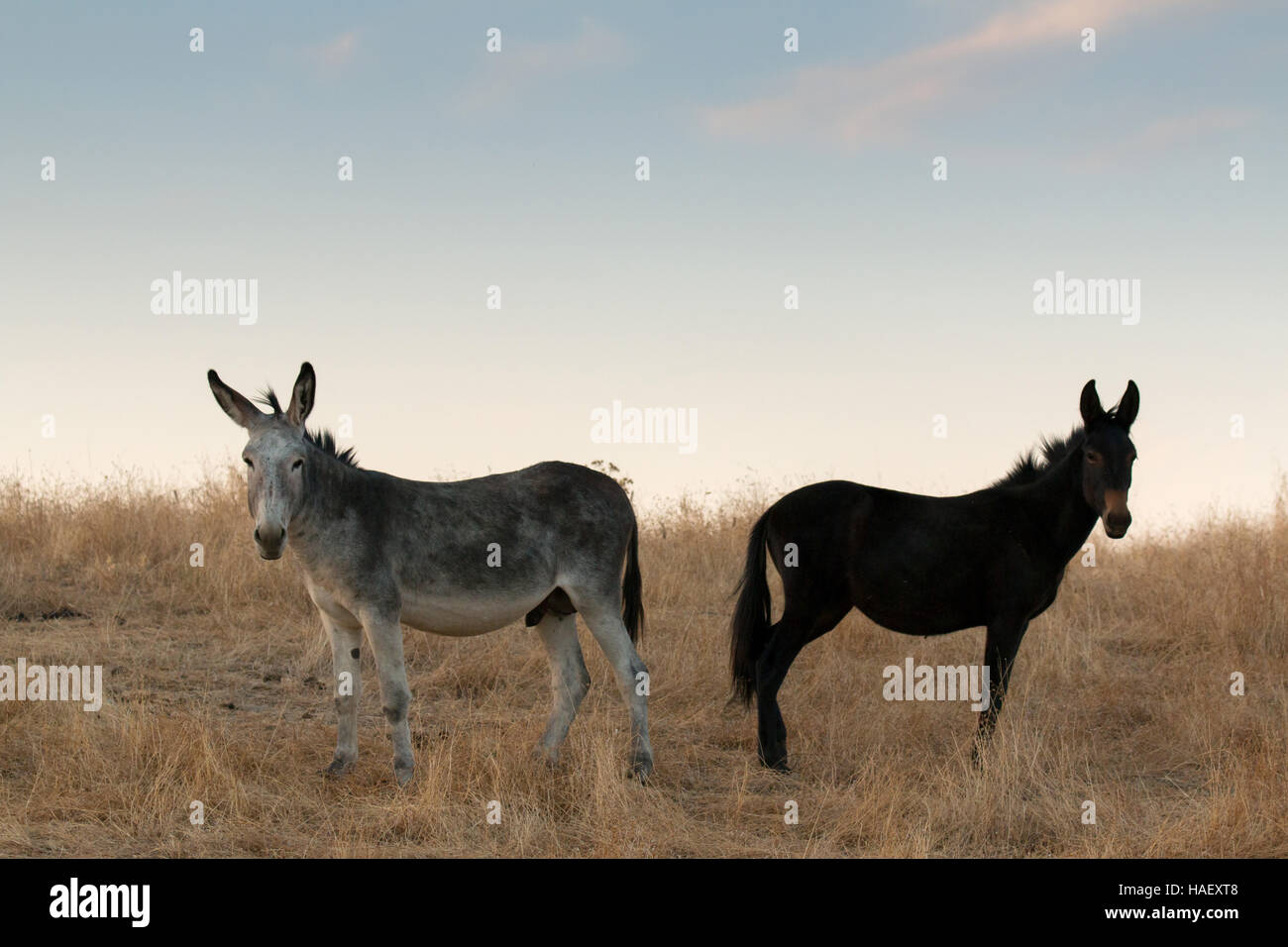 Two donkeys in the fiel with a dry pasture Stock Photo - Alamy