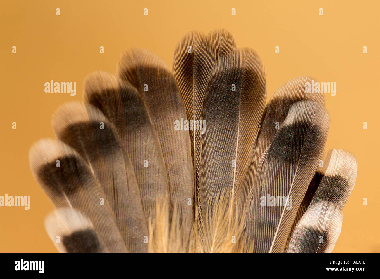 Beautiful brown feather of a wild bird on a orange background Stock ...