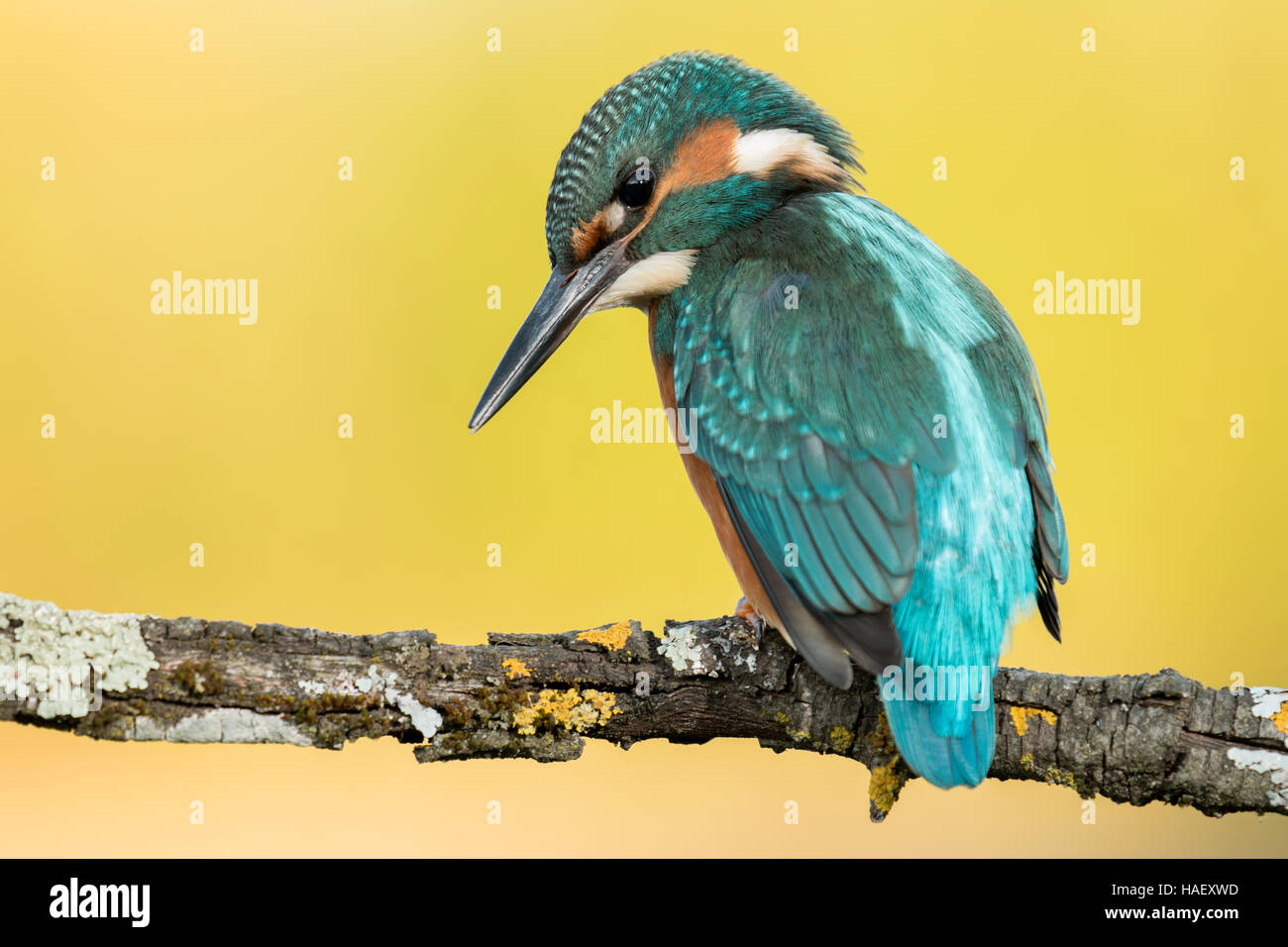 Kingfisher preening a wing hi-res stock photography and images - Alamy