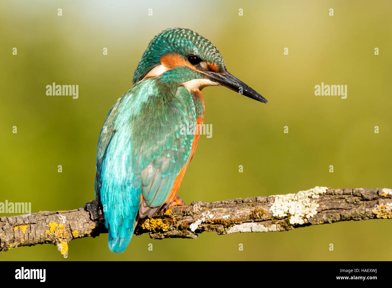 Kingfisher bird preening on a branch with a green background Stock ...