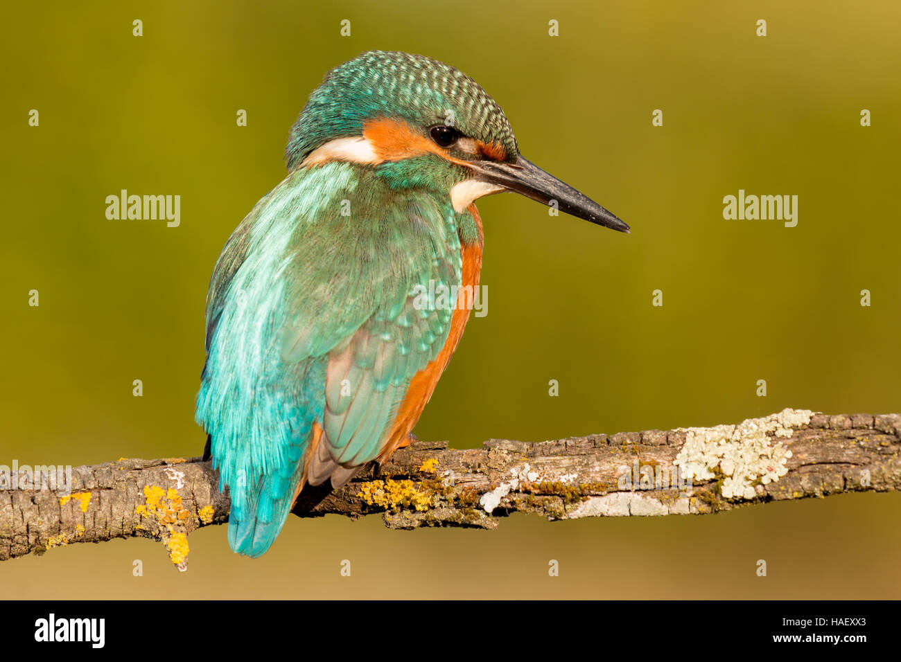 Kingfisher bird preening on a branch with a green background Stock ...