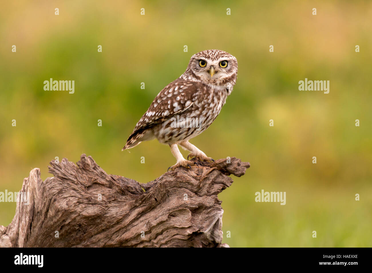 Cute owl, small bird with big eyes in the nature Stock Photo - Alamy