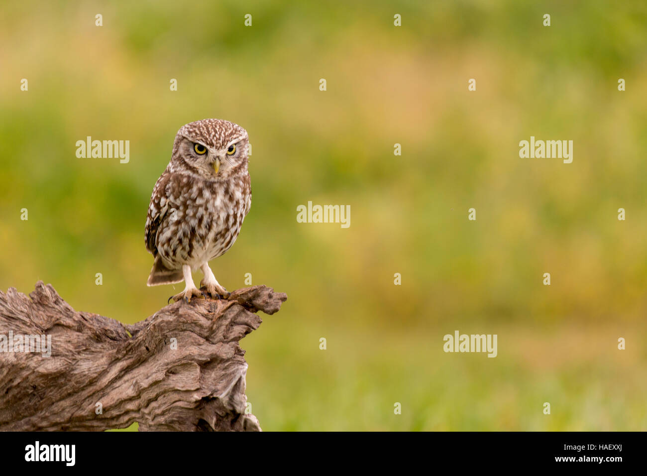 Cute owl, small bird with big eyes in the nature Stock Photo - Alamy