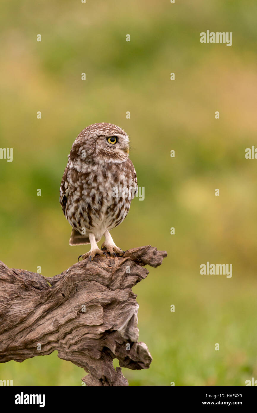 Cute owl, small bird with big eyes in the nature Stock Photo - Alamy