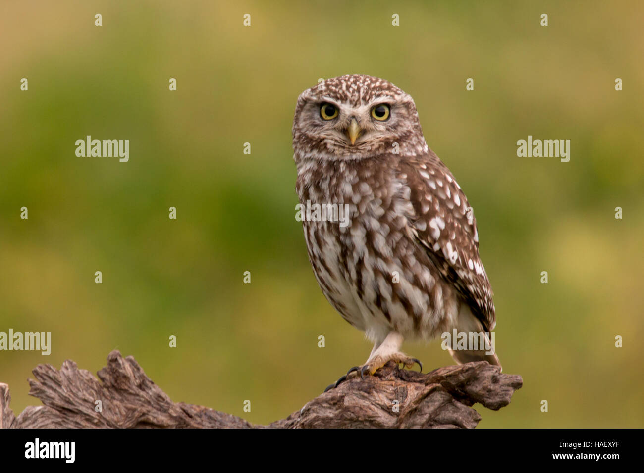 Cute owl, small bird with big eyes in the nature Stock Photo - Alamy