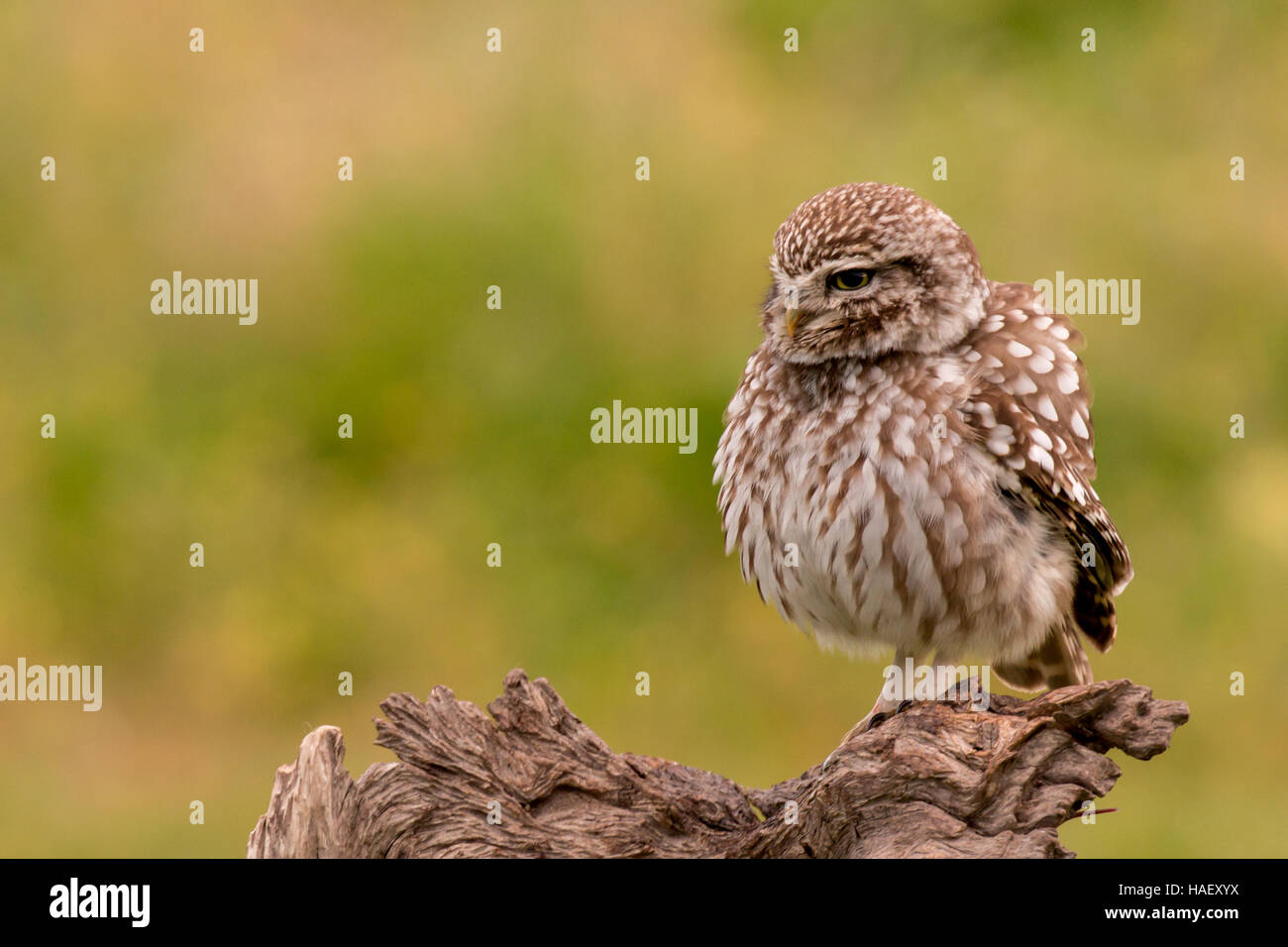 Cute owl, small bird with big eyes in the nature Stock Photo - Alamy