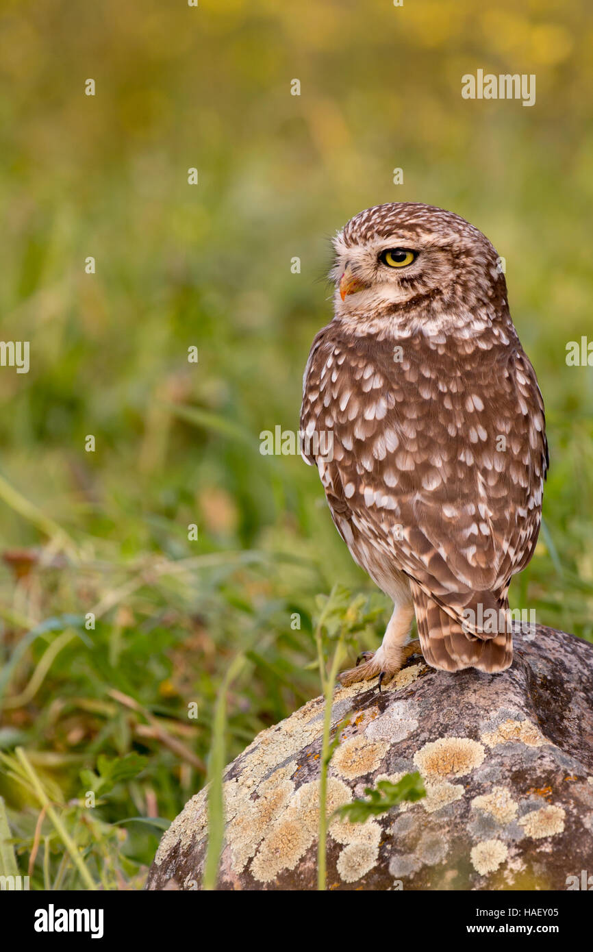 Cute owl, small bird with big eyes in the nature Stock Photo - Alamy