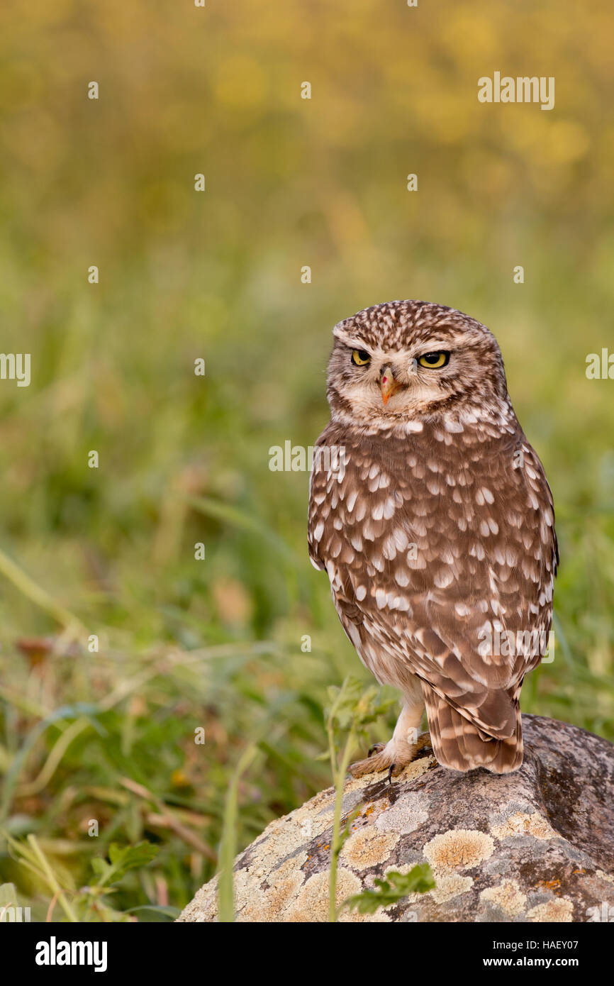 Cute owl, small bird with big eyes in the nature Stock Photo - Alamy