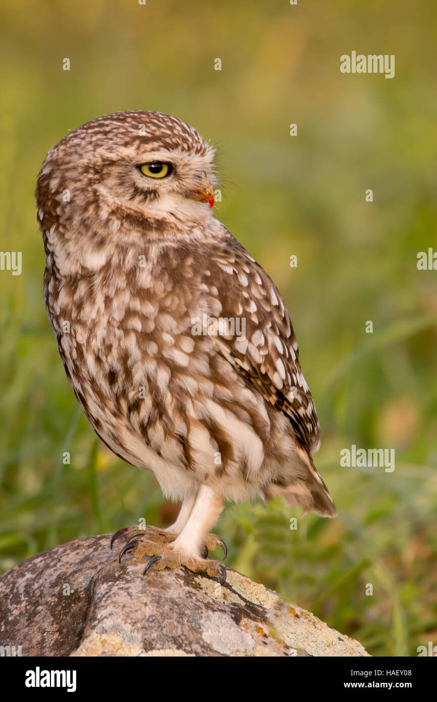 Cute owl, small bird with big eyes in the nature Stock Photo - Alamy