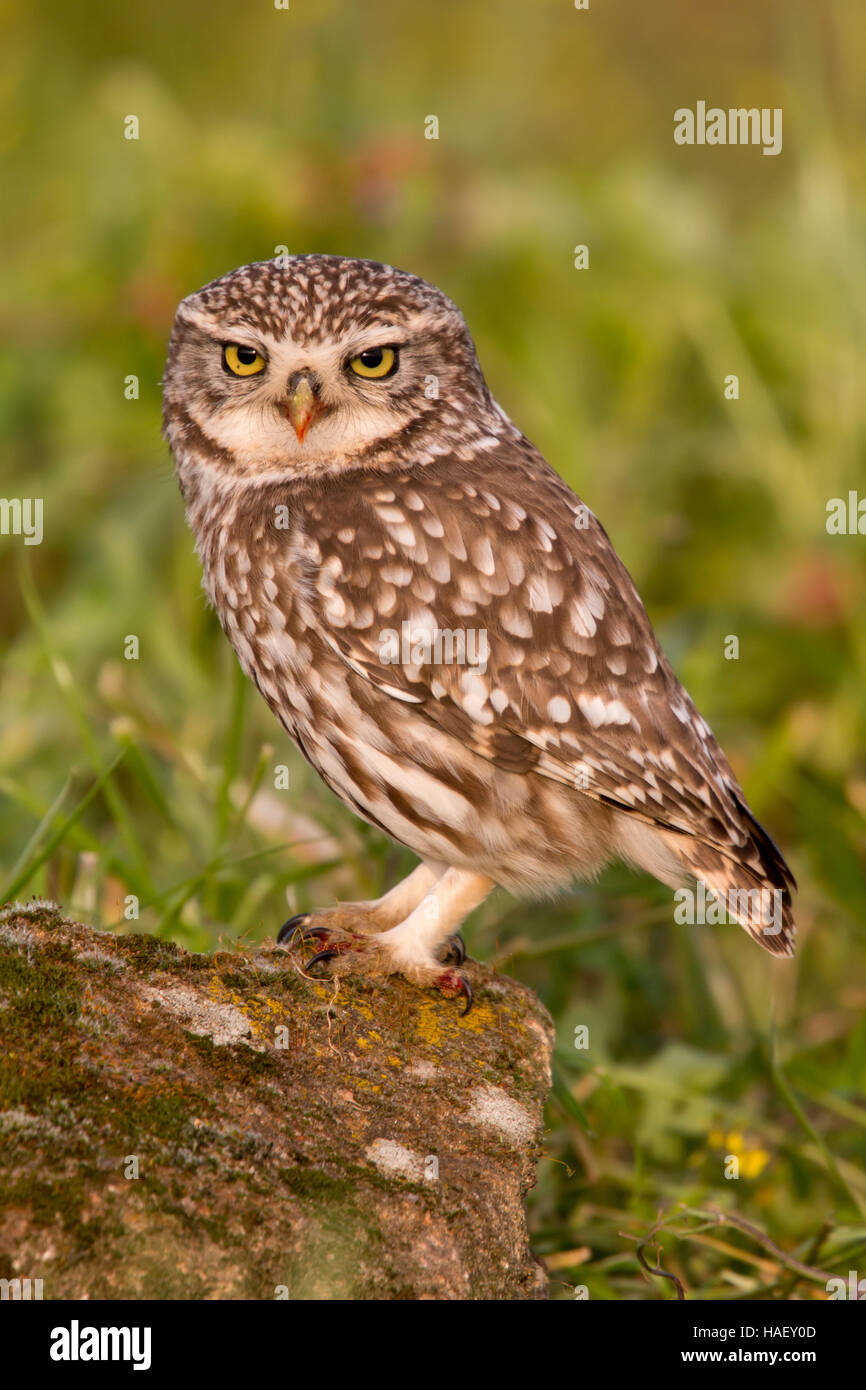 Cute owl, small bird with big eyes in the nature Stock Photo - Alamy