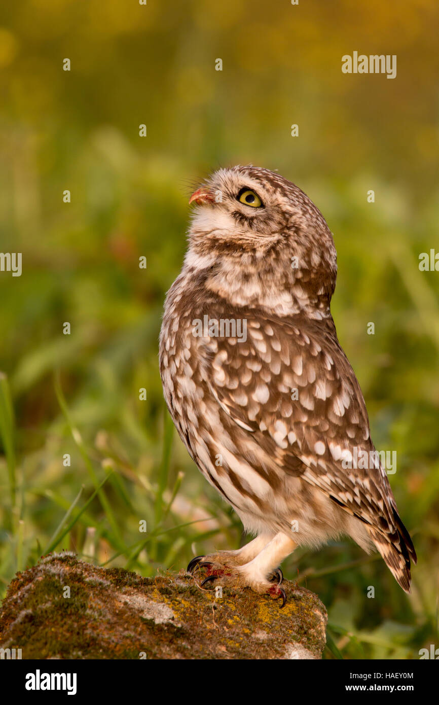 Cute owl, small bird with big eyes in the nature Stock Photo - Alamy