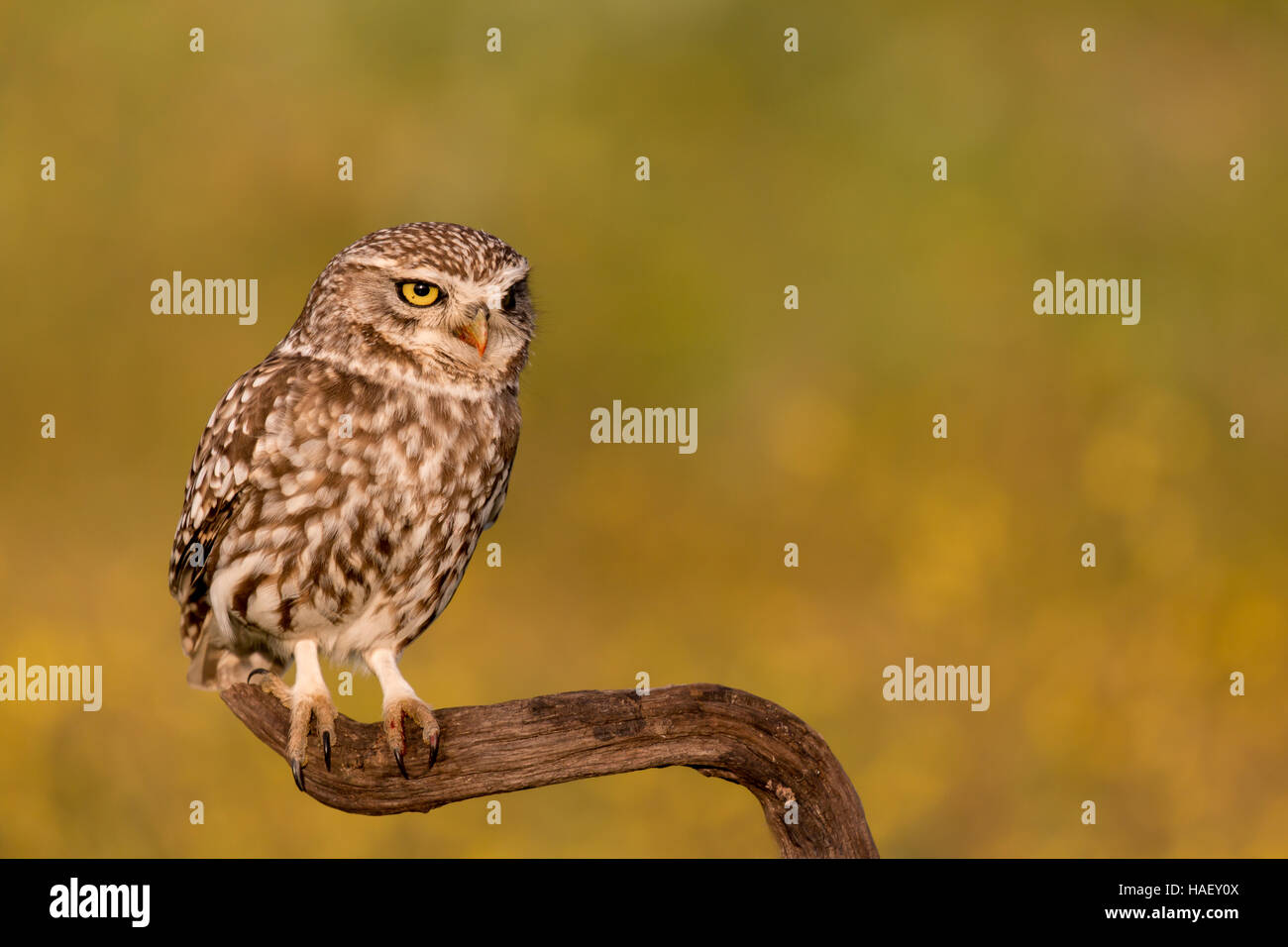 Cute owl, small bird with big eyes in the nature Stock Photo - Alamy